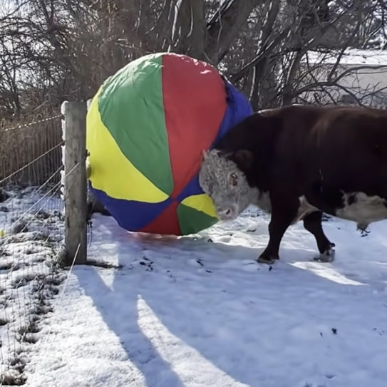 300-pound playful bull obsessed with balls gets the biggest ever surprise