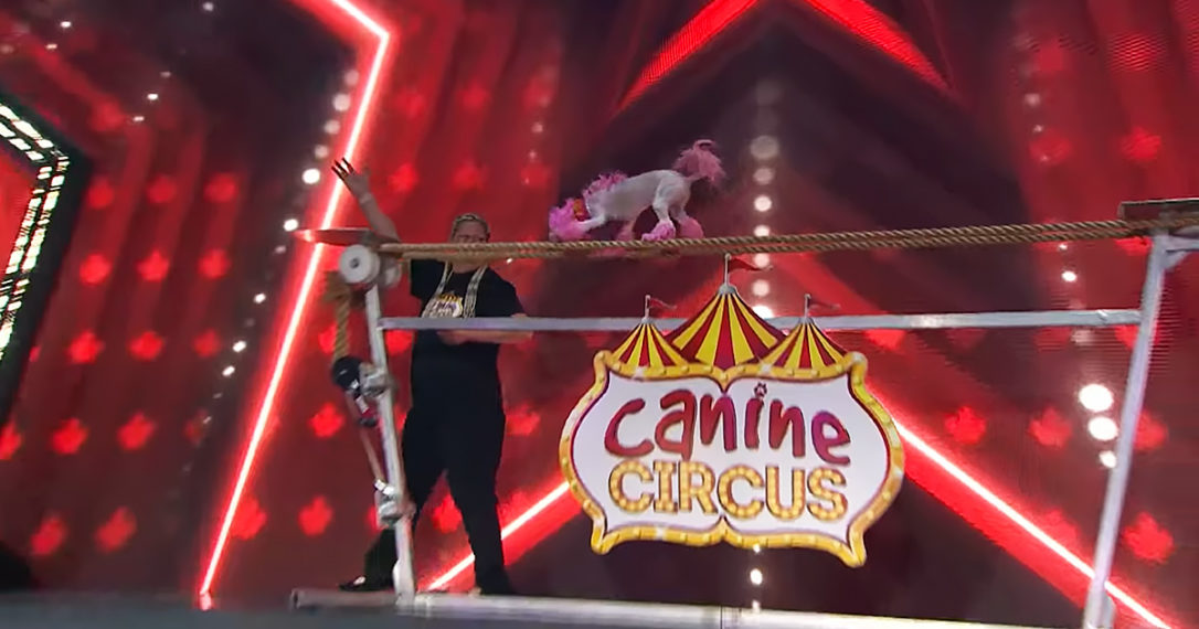 Canada’s Got Talent features a crazy canine circus act