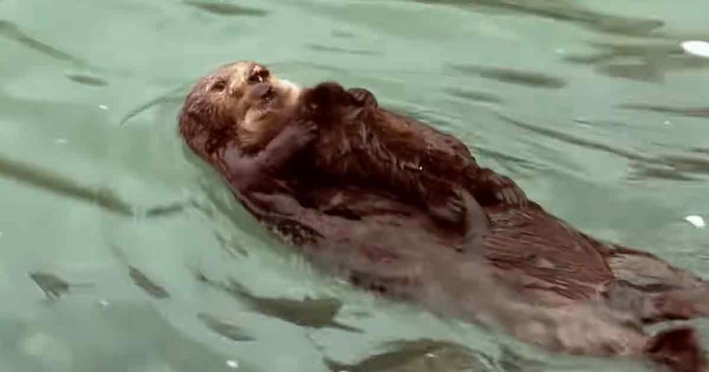 Mama otter acts as a raft for the cutest fuzzy floater – Madly Odd!