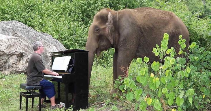 Pianist plays healing music for 80-year-old rescue elephant – Madly Odd!