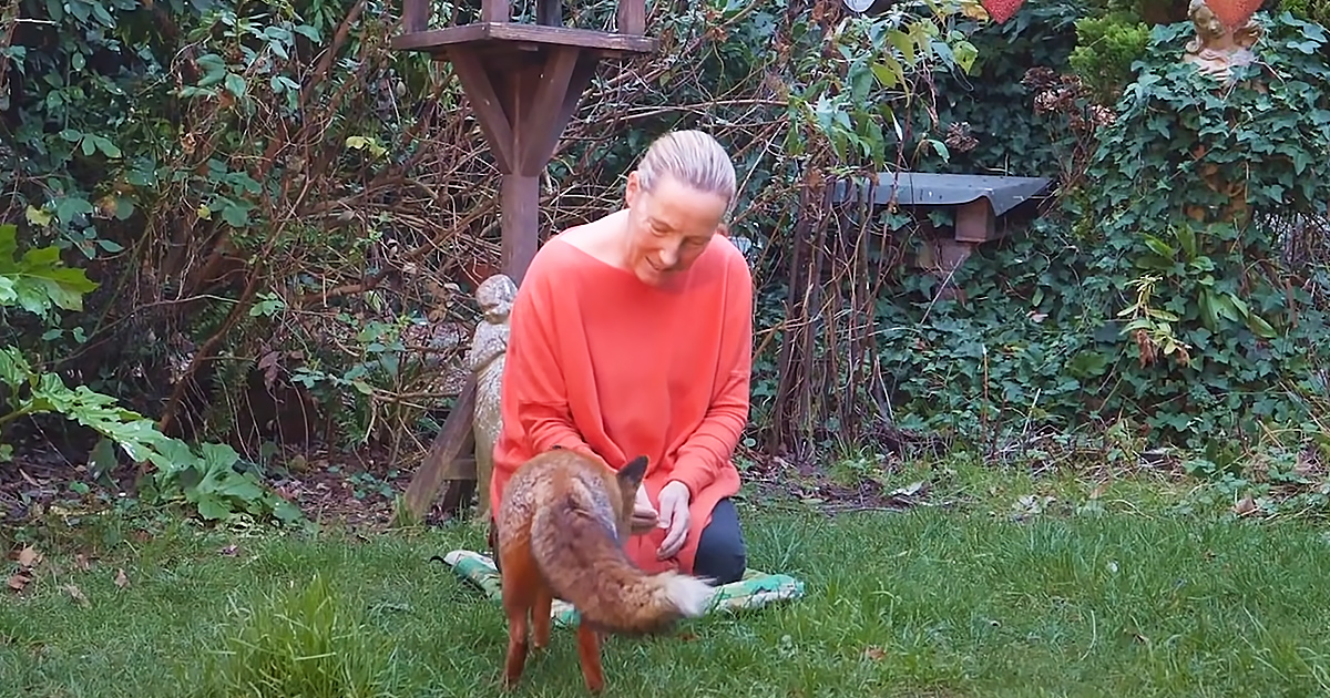 Shy fox now greets her favorite person with foxy nose bumps – Madly Odd!