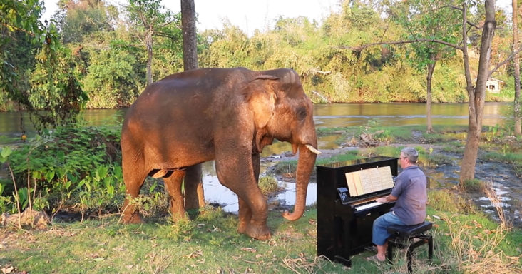 Soothing piano music relaxes mighty male elephant – Madly Odd!