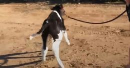Sweet baby cow with bubbly personality has terrific dance moves