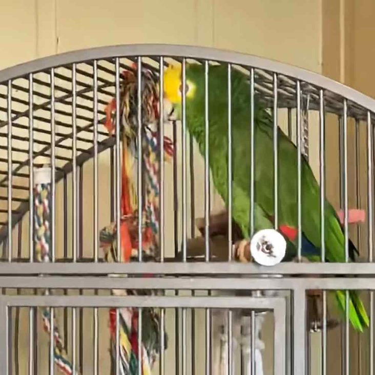 Talented parrot’s rendition of Led Zeppelin’s “Stairway to Heaven ...