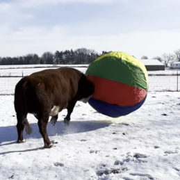 300-pound playful bull obsessed with balls gets the biggest ever surprise