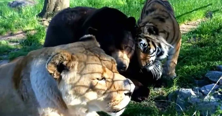 Lion, tiger, and bear become life-long friends – Madly Odd!