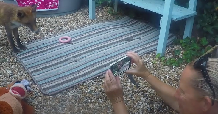 Shy fox now greets her favorite person with foxy nose bumps – Madly Odd!