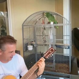 Talented parrot’s rendition of Led Zeppelin’s “Stairway to Heaven ...