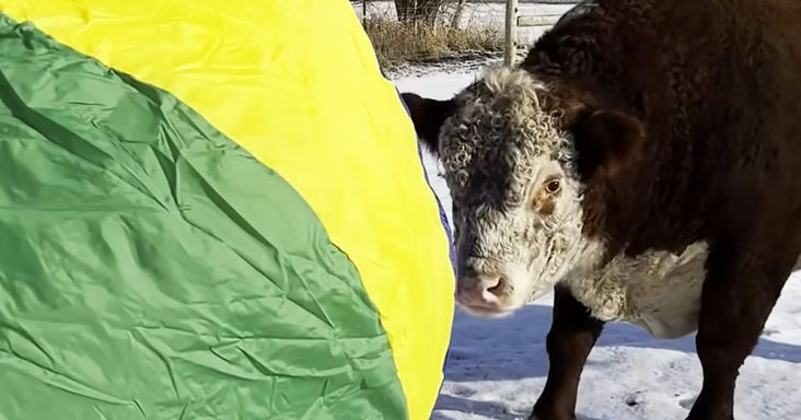 300-pound playful bull obsessed with balls gets the biggest ever surprise