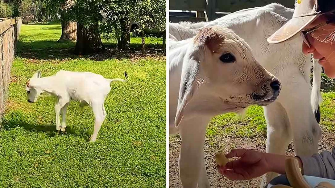 Hiplet ballerinas bring hip-hop and ballet together on AGT