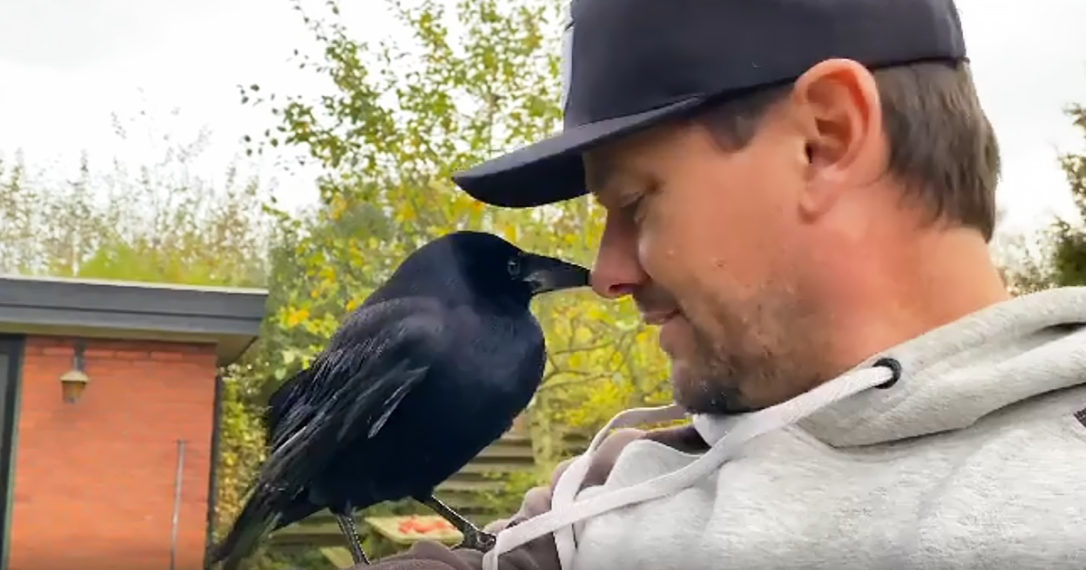 Abandoned as a baby, crow is now obsessed with his rescuer – Madly Odd!