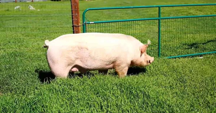 Adorable rescued pigs see grass for the first time – Madly Odd!