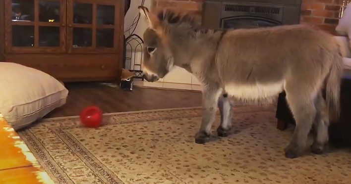 “Donkey dog” fetches and is house-trained just like his K9 siblings