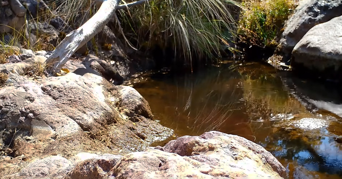 Hidden Arizona mountain pool attracts various wildlife throughout the ...