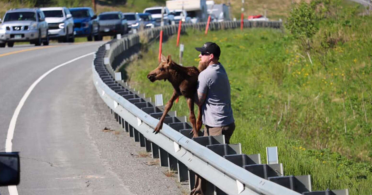 Kind man helps lost baby moose cross the road, reunite with mom