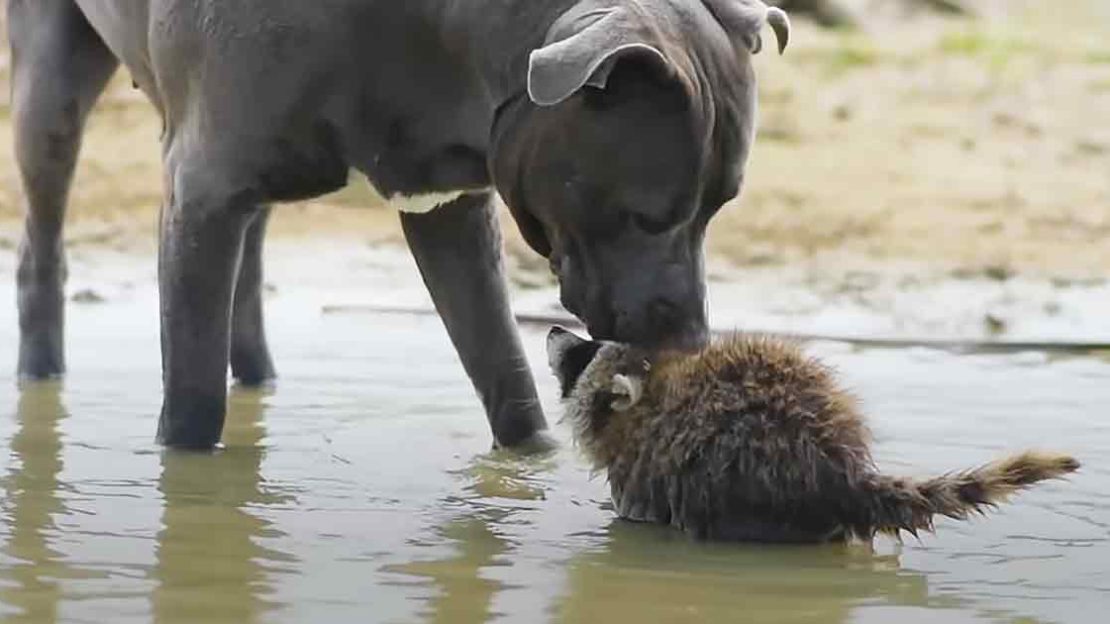 Home Free covers Bruce Springsteen’s 'Born In The USA'