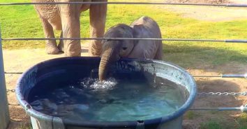 Mama elephant teaches her newborn baby how to blow bubbles – Madly Odd!