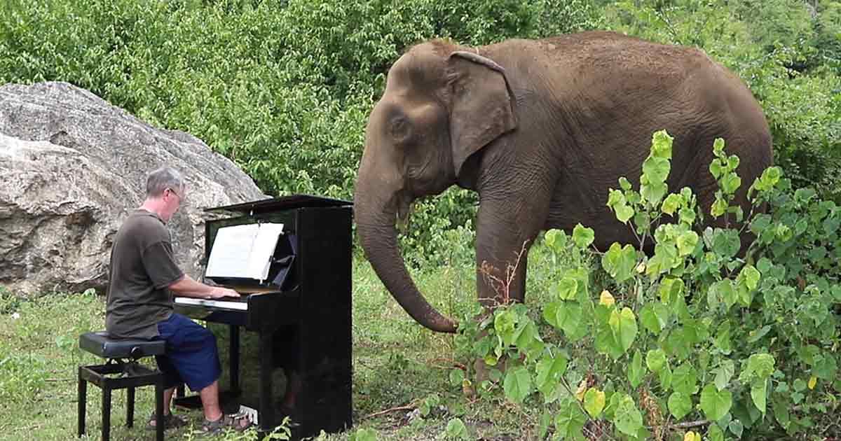 Pianist plays healing music for 80-year-old rescue elephant – Madly Odd!