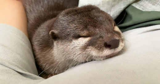 Sleepy otter relaxes in owner’s arm & later plays with sibling