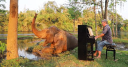 Soothing piano music relaxes mighty male elephant
