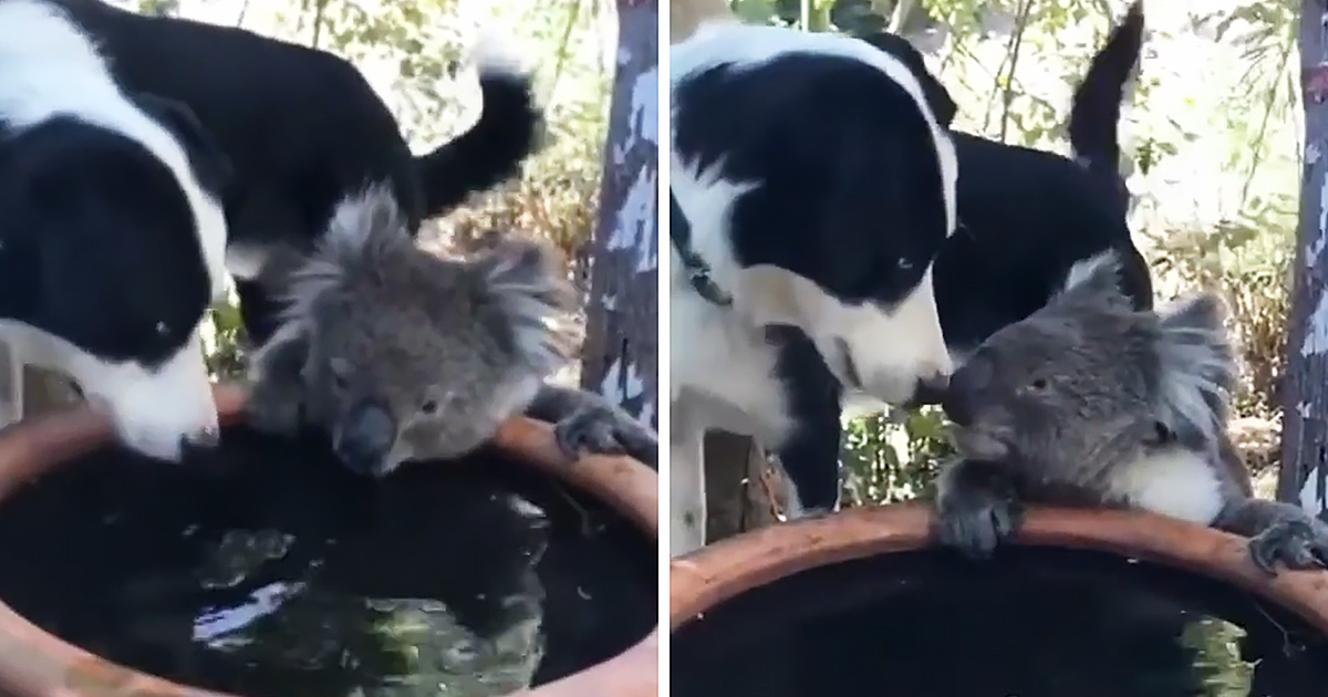 Thirsty koala & his dog friend share a drink at the family’s fountain ...
