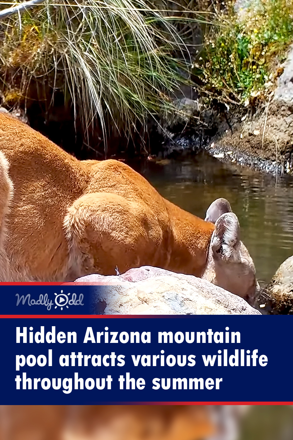Hidden Arizona mountain pool attracts various wildlife throughout the ...