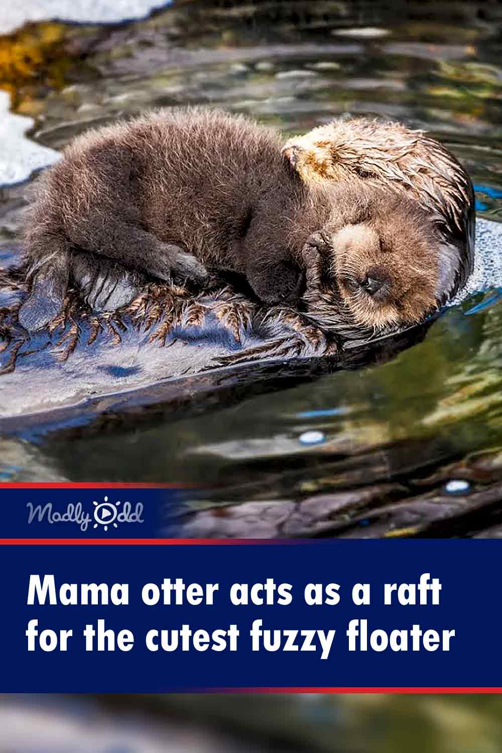 Mama otter acts as a raft for the cutest fuzzy floater – Madly Odd!