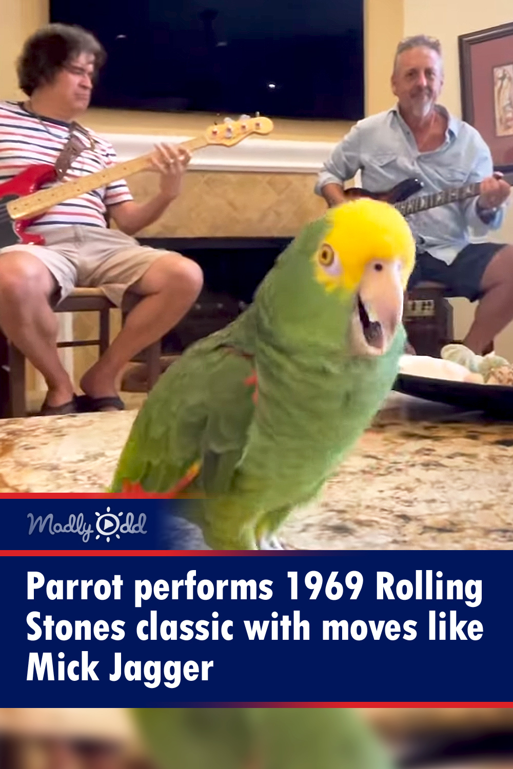 Parrot performs 1969 Rolling Stones classic with moves like Mick Jagger ...