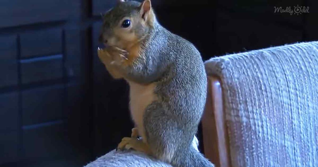 Pet squirrel attacks burglar stealing from owner’s gun safe – Madly Odd!