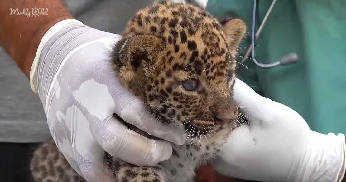 Rescuers reunite baby leopard cubs separated from mama – Madly Odd!