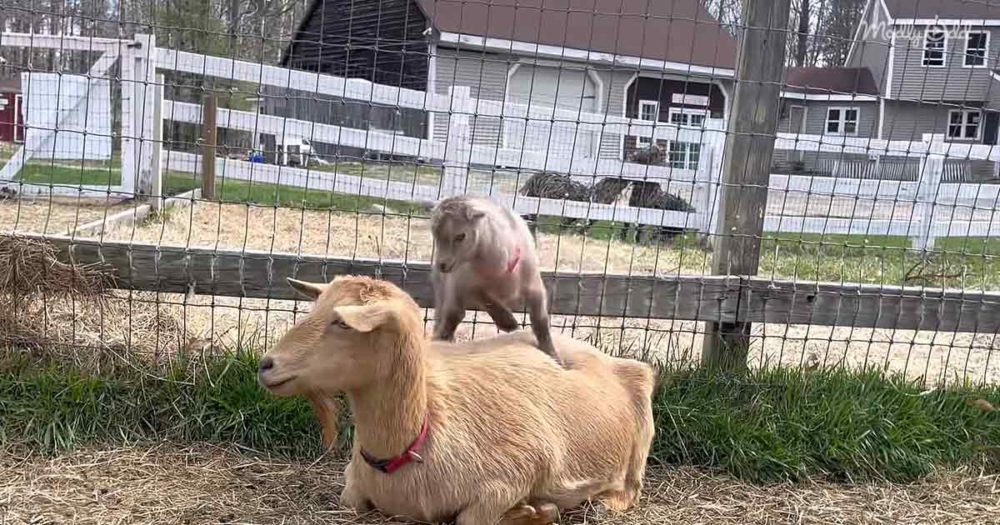 Mama goat enjoys a relaxing back massage from her cute kids – Madly Odd!