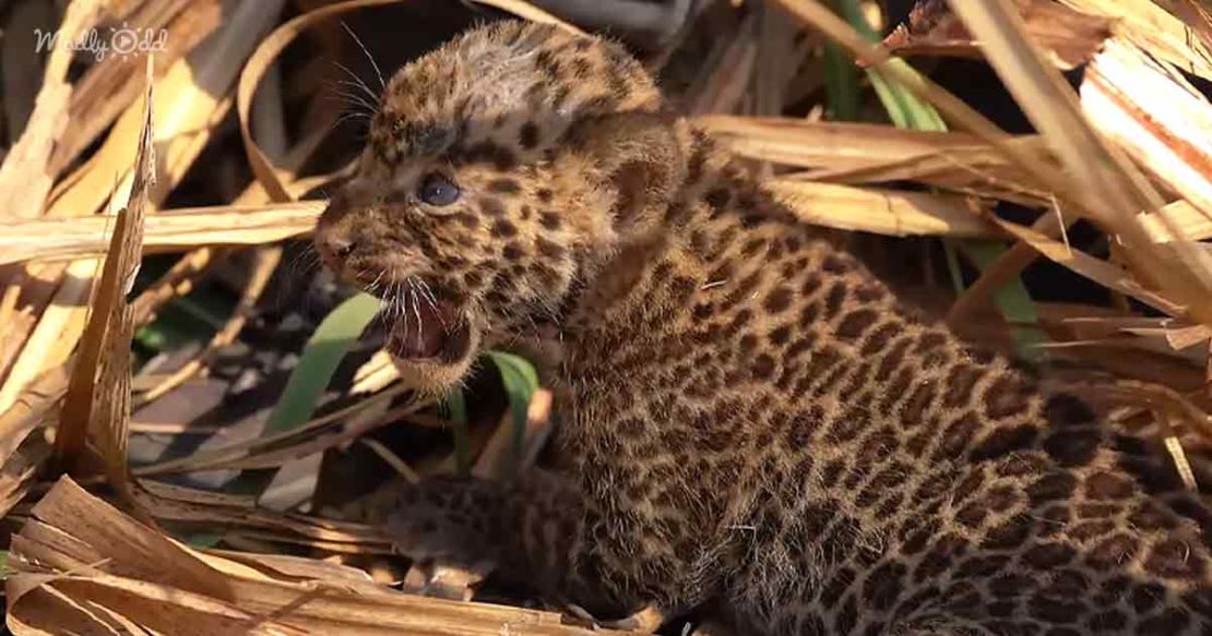 Rescuers reunite baby leopard cubs separated from mama – Madly Odd!