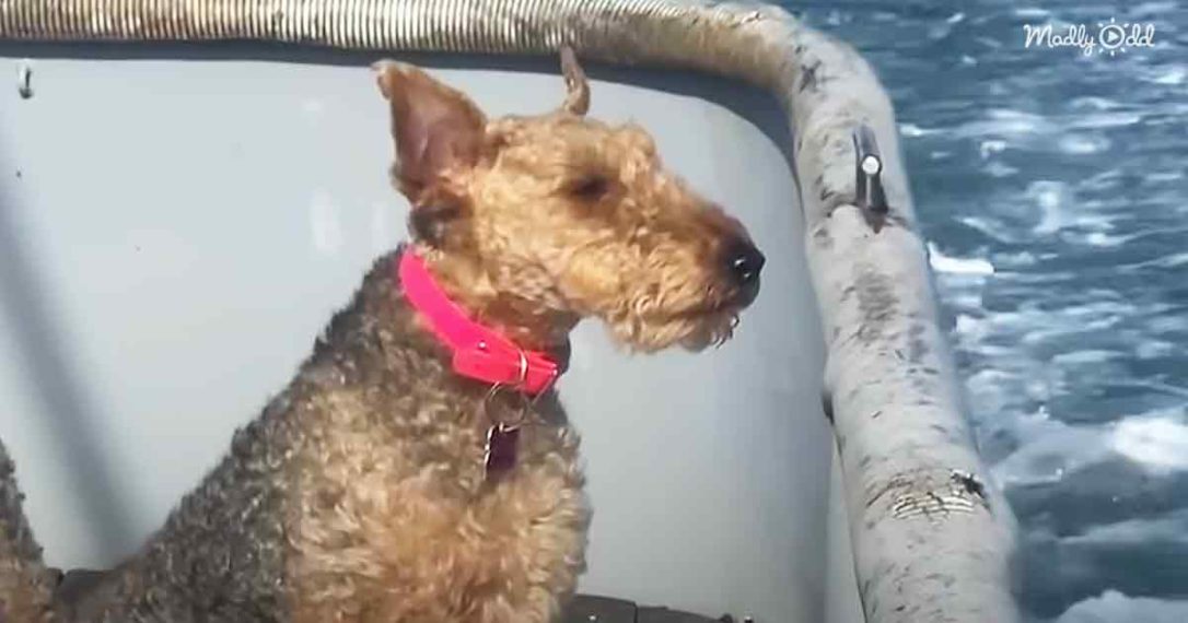 Tiny dog goes fishing with dad 600 miles offshore