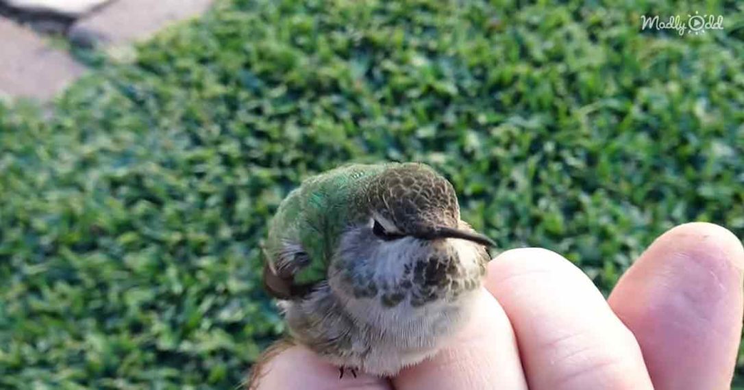 California guy rescues tiny hummingbird stuck in his garage