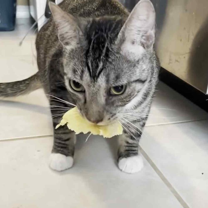 Kind woman plays chasing game with cheese addicted cat – Madly Odd!