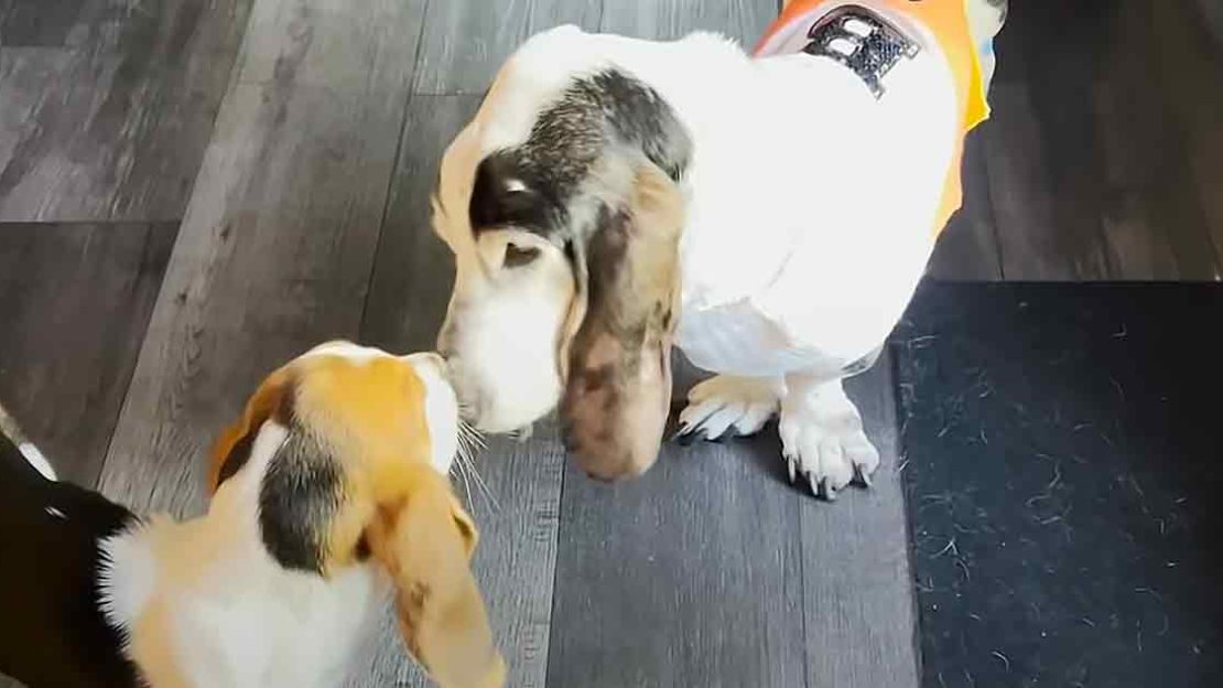 9-year-old magician Shoji delivers cool magic tricks on AGT