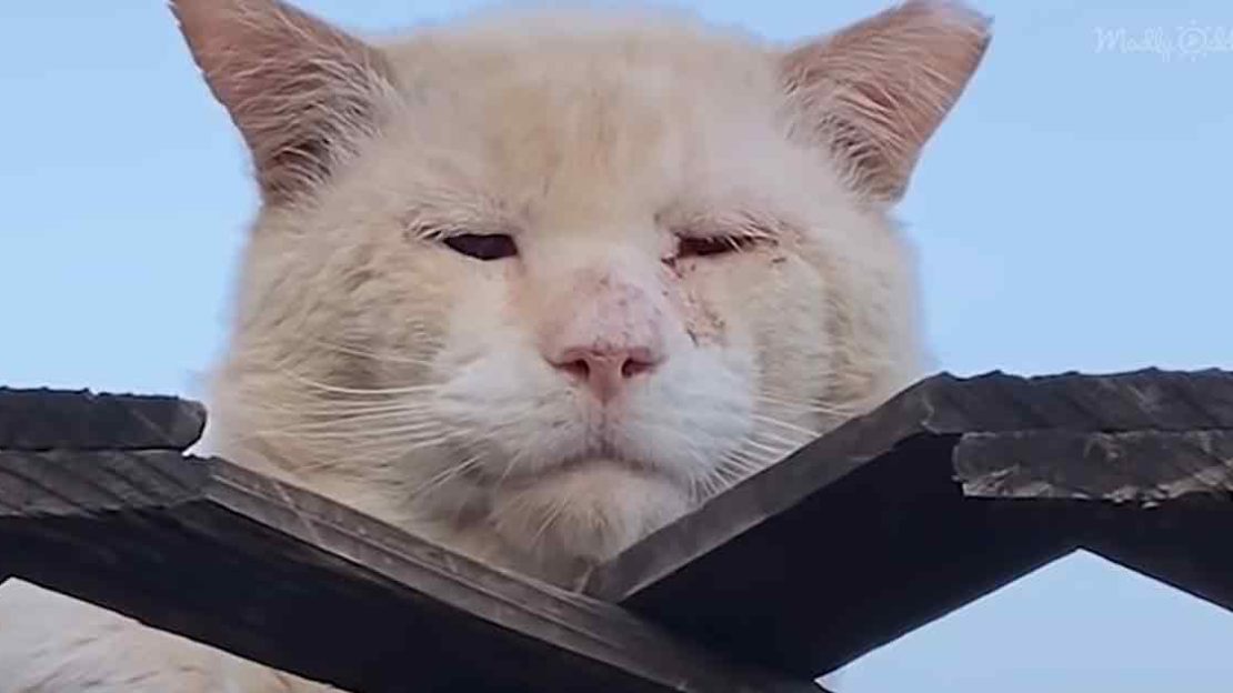 Brave man tries to dismantle 5-foot-tall hornet nest