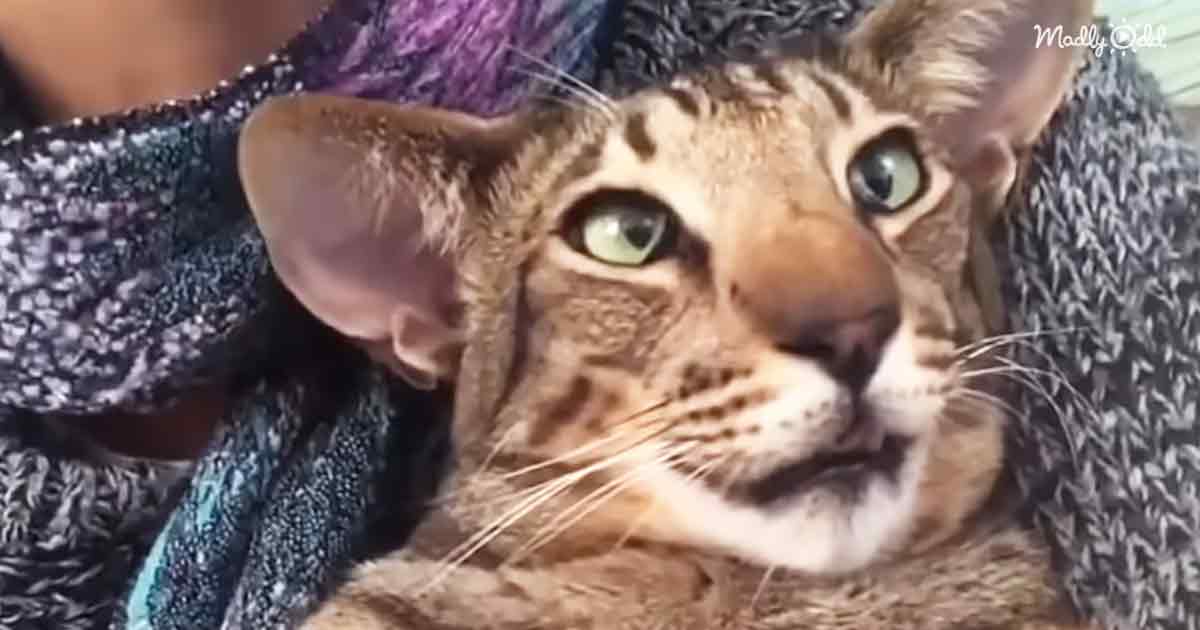 After nearly losing his life, cat now won’t stop talking in his unique ...