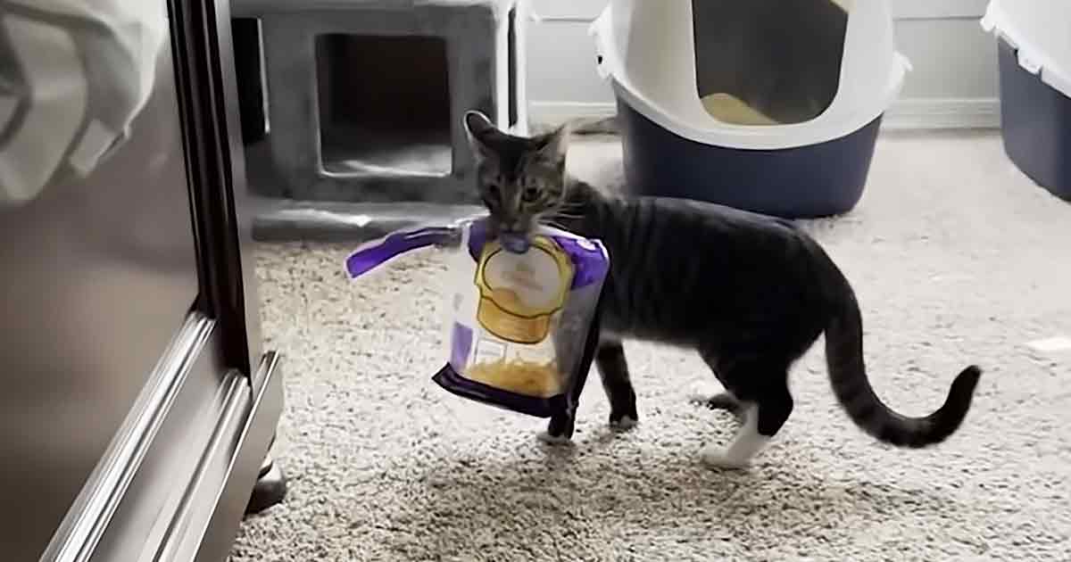 Kind woman plays chasing game with cheese addicted cat