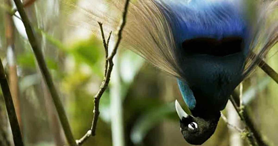 Male bird-of-paradise puts on breathtaking dance display – Madly Odd!