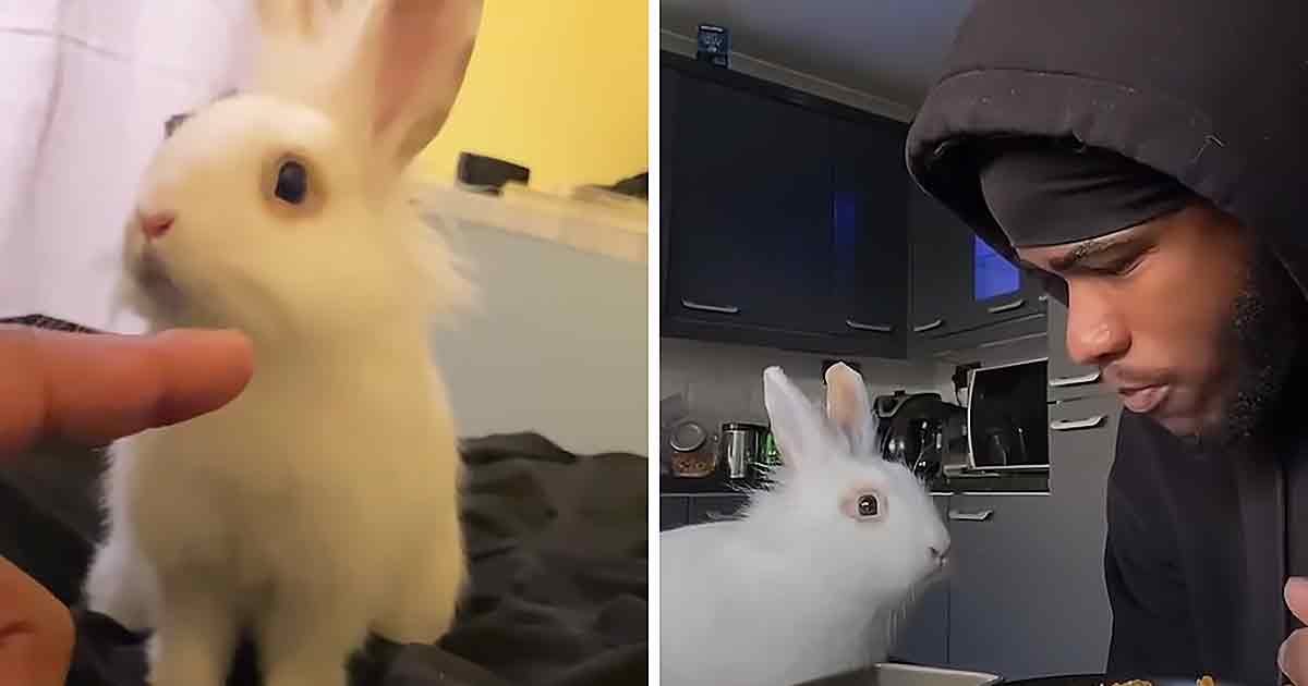 Rabbit can’t stop his morning zoomies and asks for breakfast twice ...