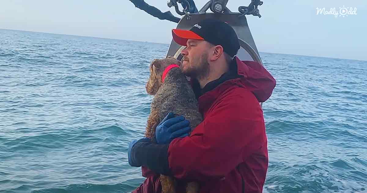 Tiny dog goes fishing with dad 600 miles offshore