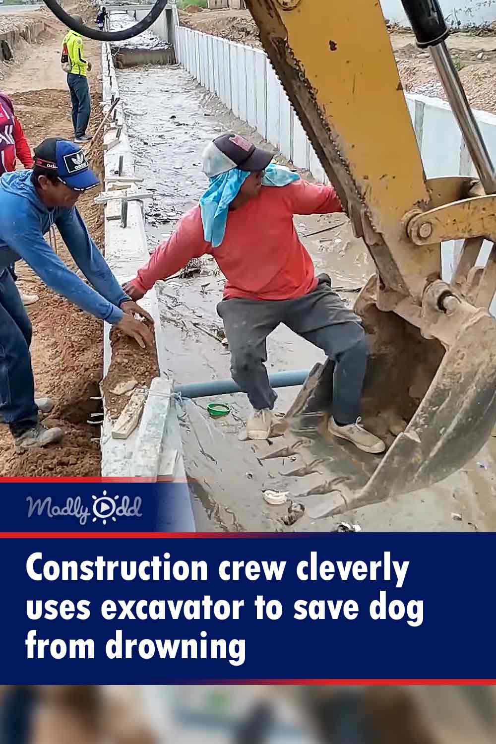 Construction crew cleverly uses excavator to save dog from drowning ...