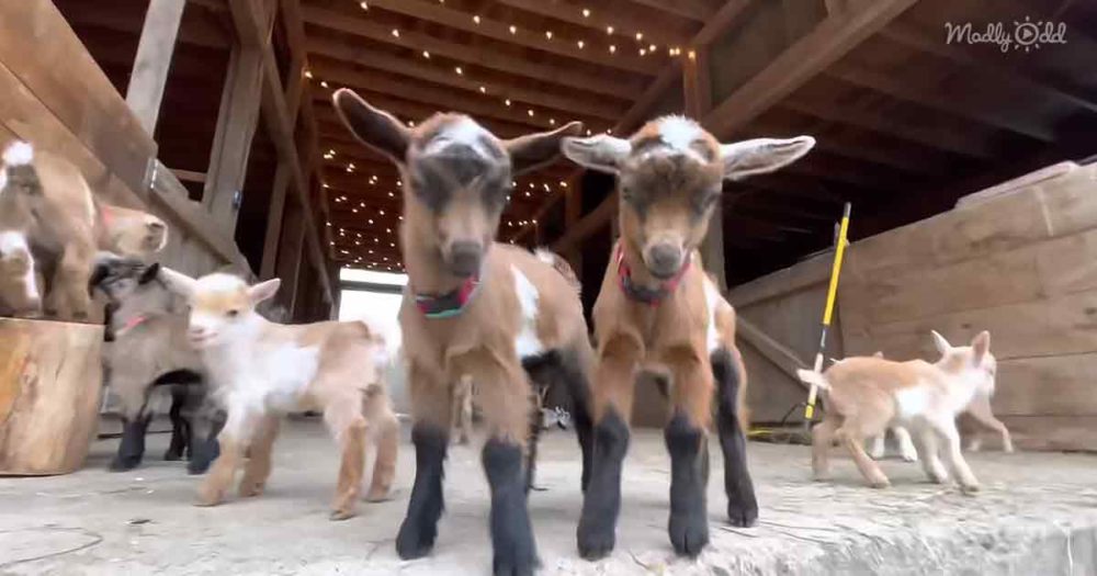 24 playful goat kids prefer bouncing off everything at the barn