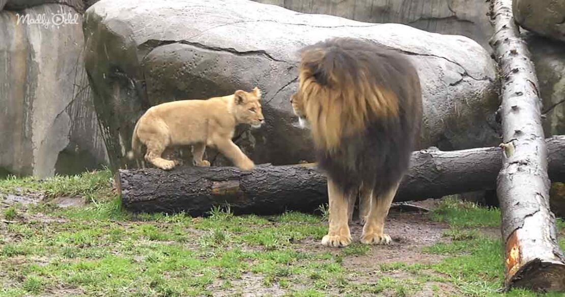 The cutest lion cubs meet their dad for the first time – Madly Odd!