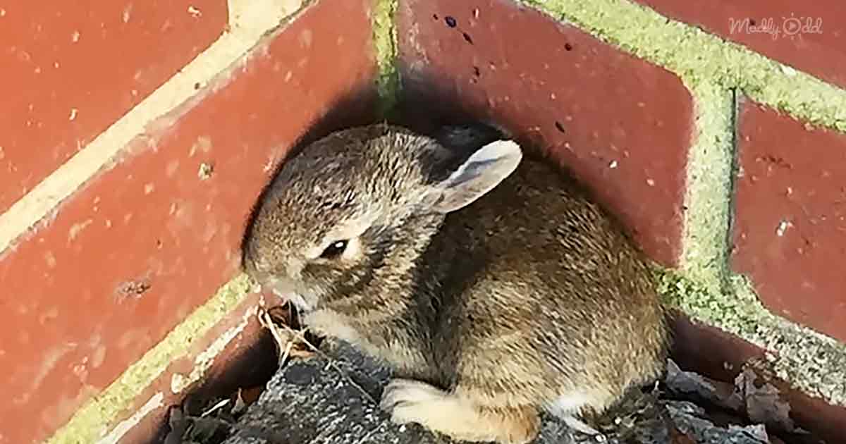 Woman rescues orphaned baby rabbit who doubles in weight every day