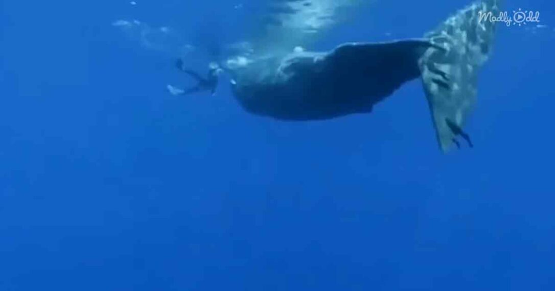 Sperm Whale asks diver to free him from a fishing hook