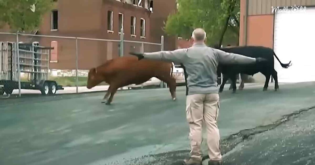 Brave bull and his brothers escape slaughterhouse for sanctuary