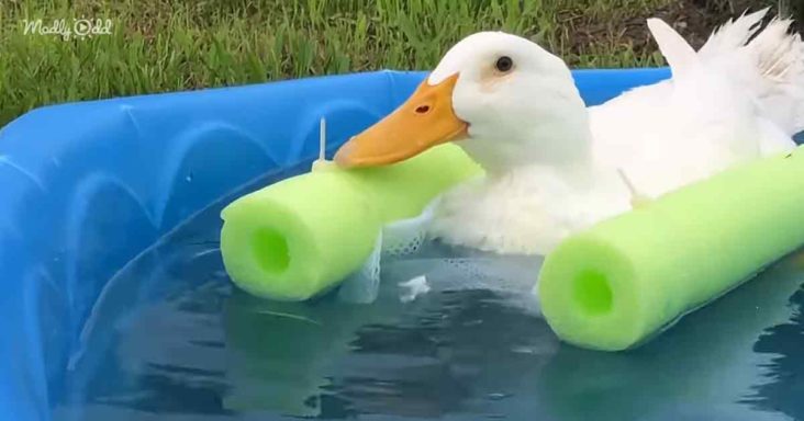 Compassionate woman helps injured duck overcome her limitations