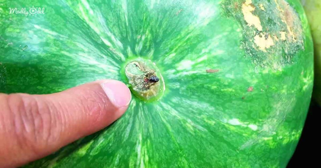 How to pick the sweetest watermelon